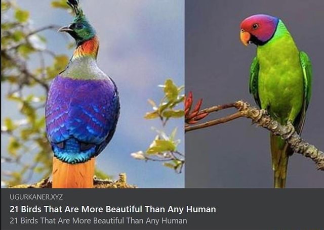 UGURKANER.XYZ 21 Birds That Are More Beautiful Than Any Human That Are ...