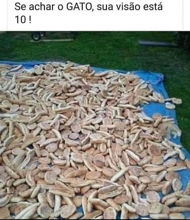 Tá ão es Se achar o GATO, sua vis está 10! - iFunny Brazil