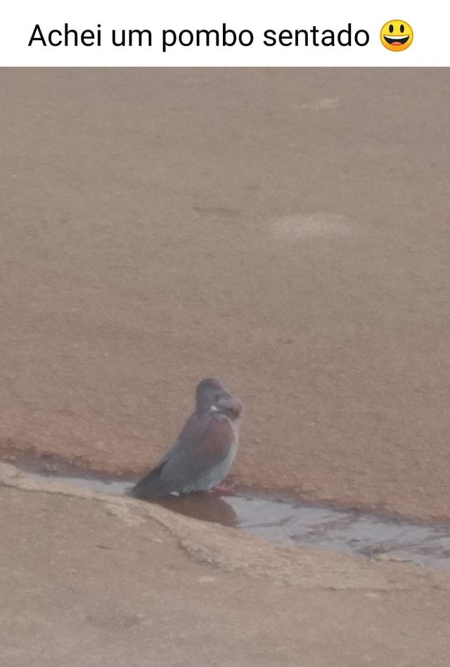 Achei um pombo sentado - iFunny Brazil
