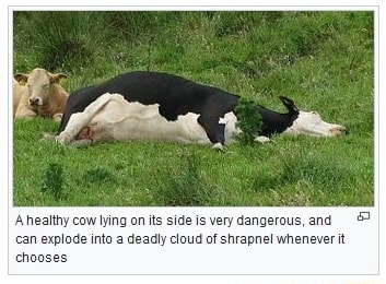 A healthy cow lying on its side is very dangerous, and can explode into ...