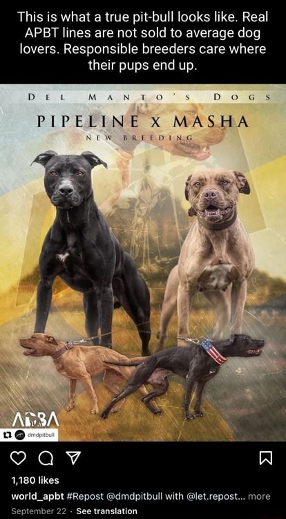 This is what a true pit-bull looks like. Real APBT lines are not sold ...