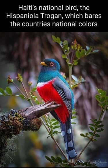 Haiti's national bird, the Hispaniola Trogan, which bares the countries ...