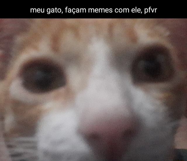 Meu gato, façam memes com ele, pfvr - iFunny Brazil