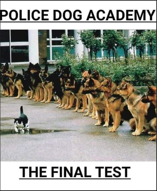 POLICE DOG ACADEMY THE FINAL TEST - iFunny Brazil