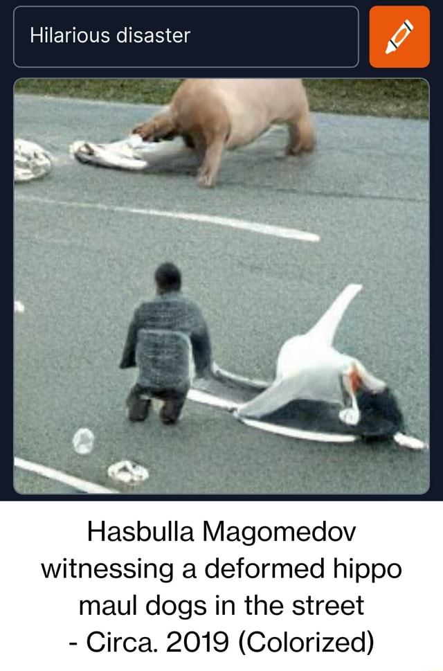 Hilarious disaster Hasbulla Magomedov witnessing a deformed hippo maul ...