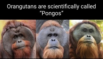 Orangutans are scientifically called "Pongos" - iFunny Brazil