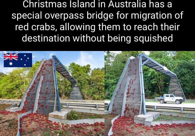 Christmas Island in Australia has a special overpass bridge for ...