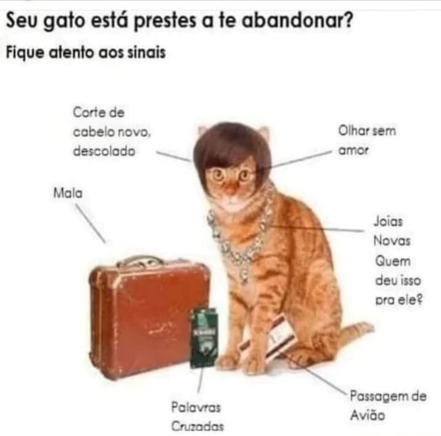 Seu gato está prestes a te abandonar? Fique atento aos sinais Corte de ...