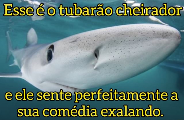 Esse tubarão LÊ e ele sente'perfeitamente a sua comédia exalando ...