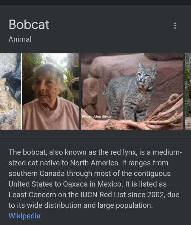 Bobcat Animal al The bobcat, also known as the red lynx, is a medium ...