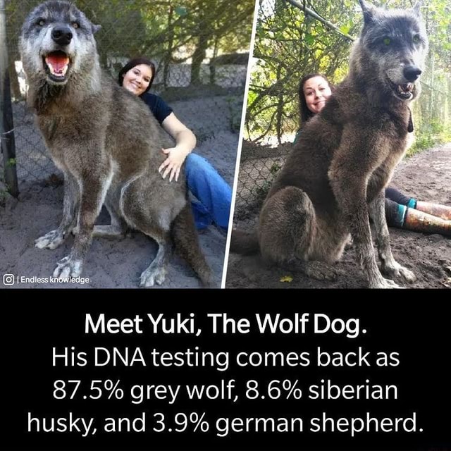 Meet Yuki, The Wolf Dog. His DNA testing comes back as 87.5% grey wolf ...
