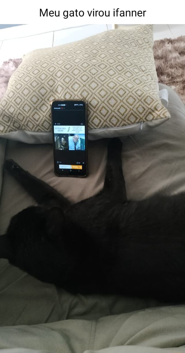 Meu gato virou ifanner - iFunny Brazil Meu gato virou ifanner - iFunny Brazil