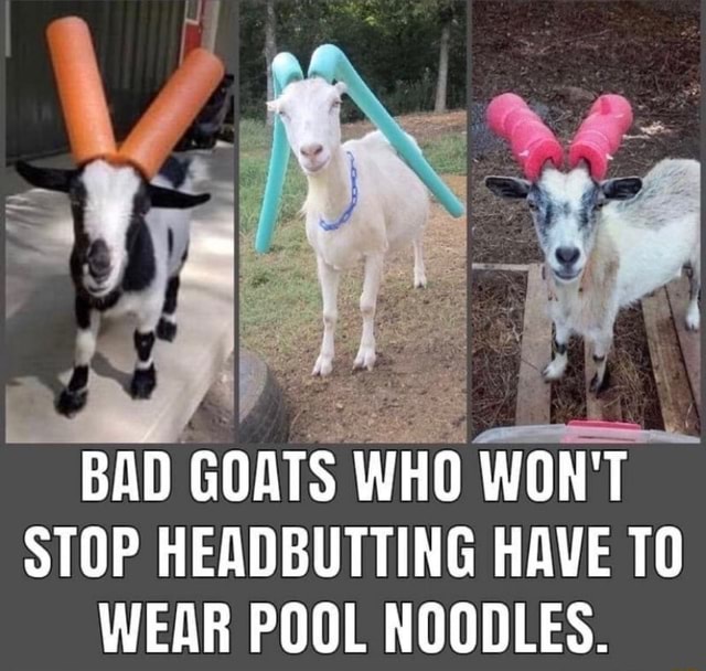 BAD GOATS WHO WONT STOP HEADBUTTING HAVE TO WEAR POOL NOODLES. - iFunny ...