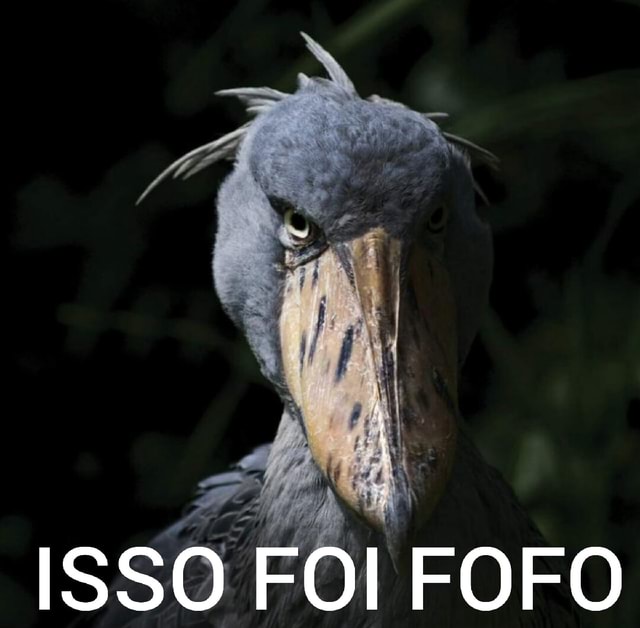 ISSO FOI FOFO - iFunny Brazil