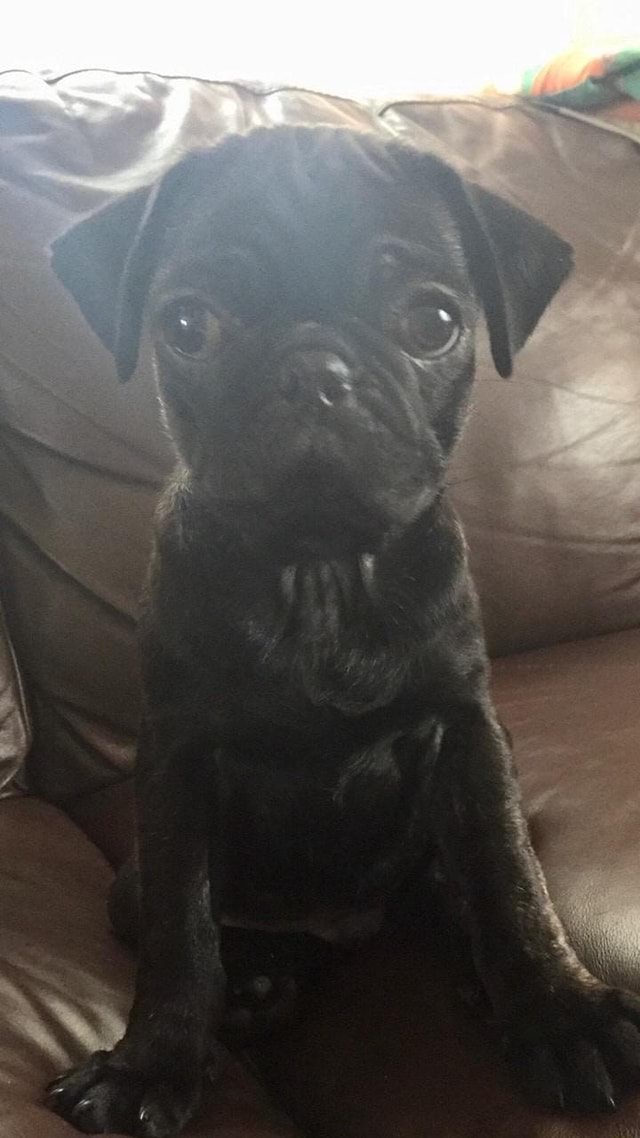 Weird Pug thinking: Hee Hee. My plan worked. Mommy told me if you say ...