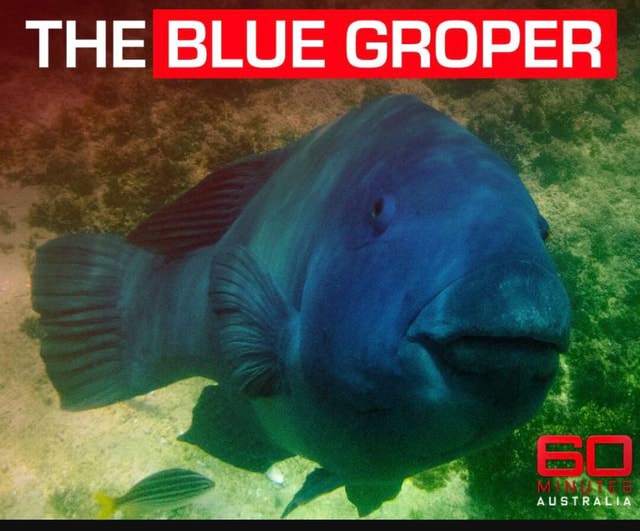 THE BLUE GROPER AUSTRALIA - iFunny Brazil
