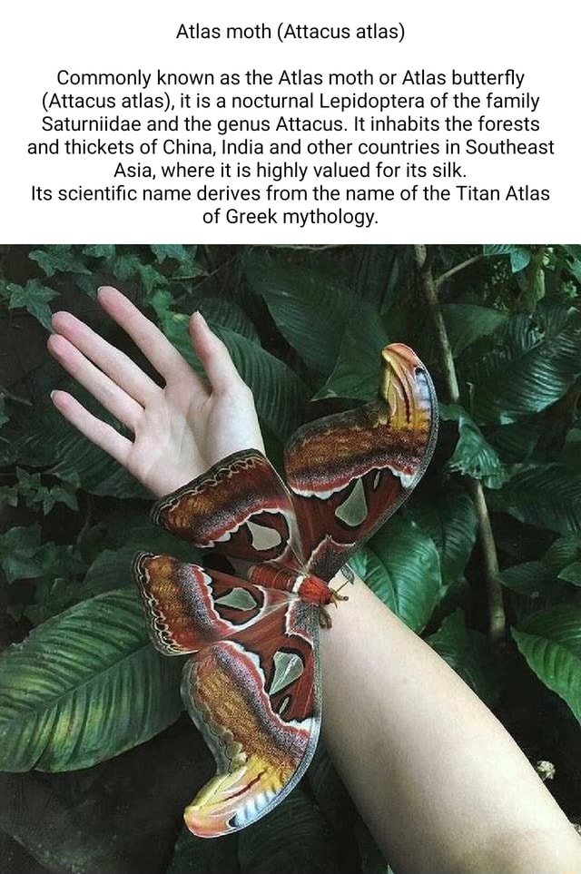 Atlas moth (Attacus atlas) Commonly known as the Atlas moth or Atlas ...
