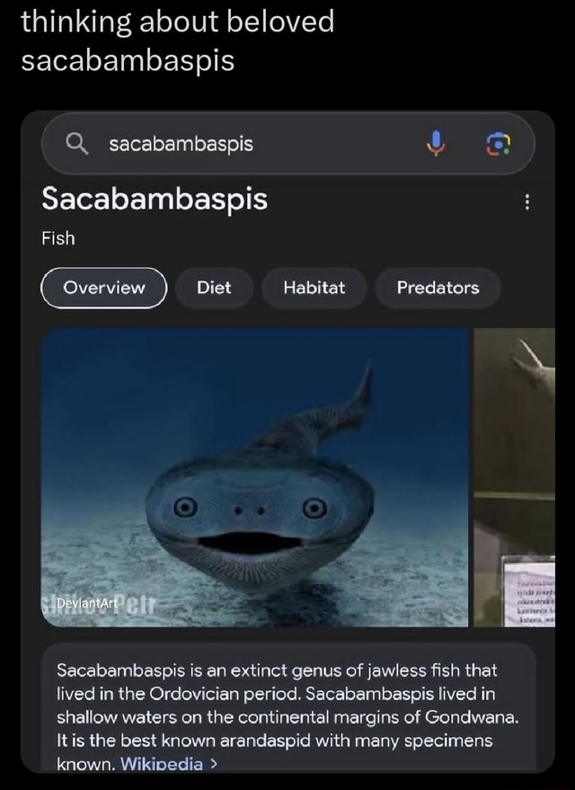 Thinking about beloved sacabambaspis Q. sacabambaspis Sacabambaspis ...
