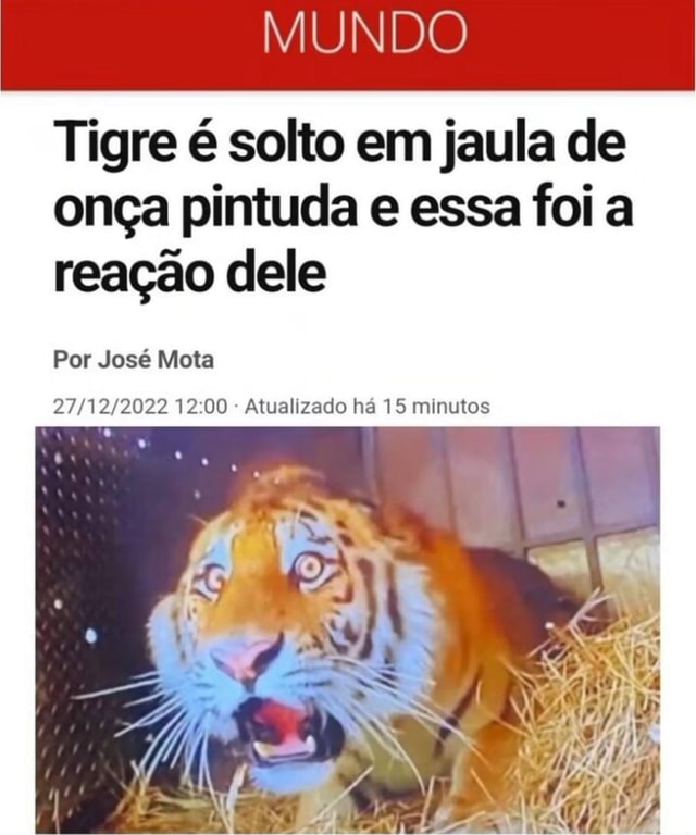 MUNDO Tigre é solto em jaula de onça pintuda e essa foi a reação dele ...