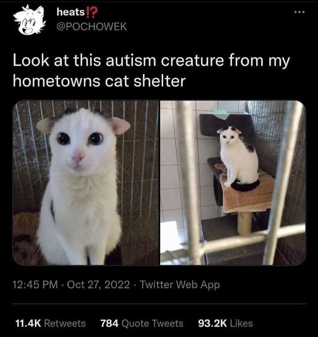 Heats @POCHOWEK Look at this autism creature from my hometowns cat ...