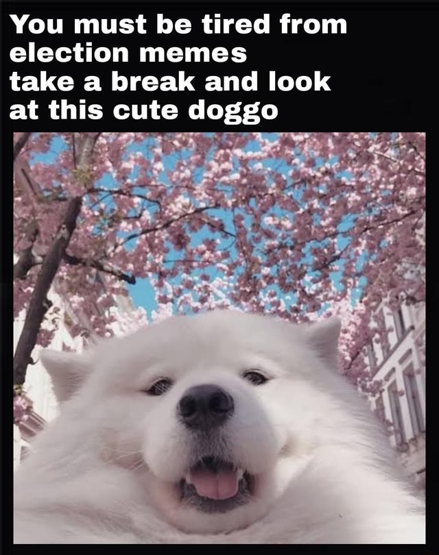 You must be tired from election memes take a break and look at this ...