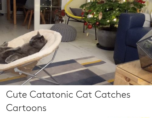 Cute Catatonic Cat Catches Cartoons - Cute Catatonic Cat Catches ...
