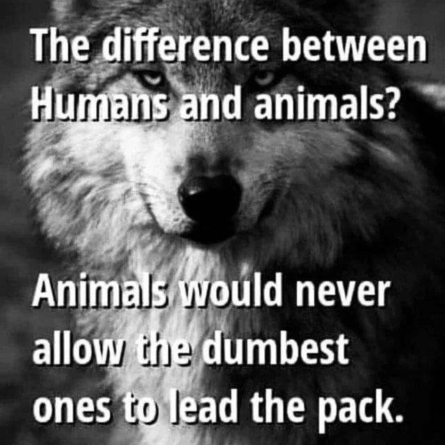 The difference between Humans and animals? Animals would never allow ...