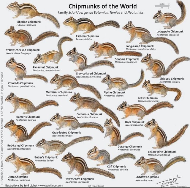 Chipmunks of the World Family Sciuridae; genus Eutamias, Tamias and ...