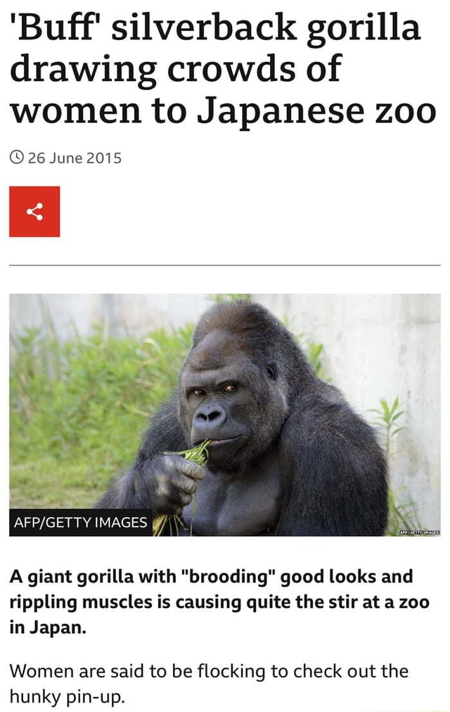 'Buff' silverback gorilla drawing crowds of women to Japanese zoo 26 ...