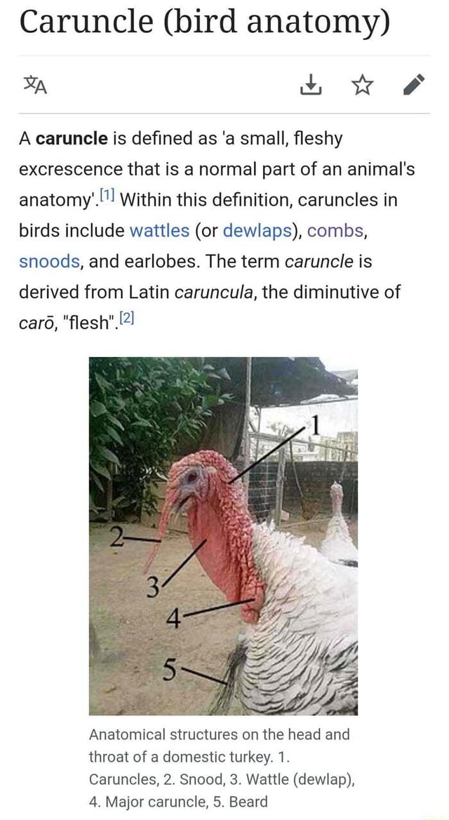 Caruncle (bird anatomy) ow & A caruncle is defined as 'a small, fleshy ...