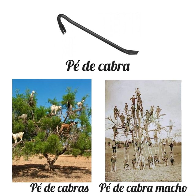 De cabra Pé de cabras Pé de cabra macho Pé de cabras - iFunny Brazil