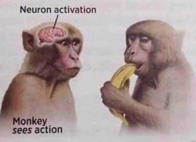 Neuron activation Monkey sees action - iFunny Brazil