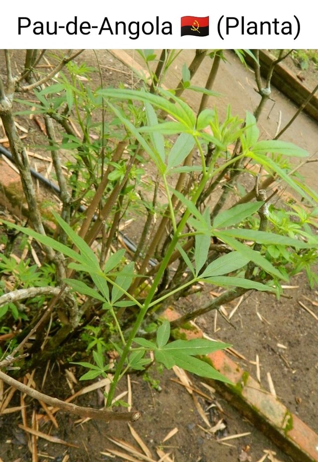 Pau- u-de- Angola (Planta) - iFunny Brazil