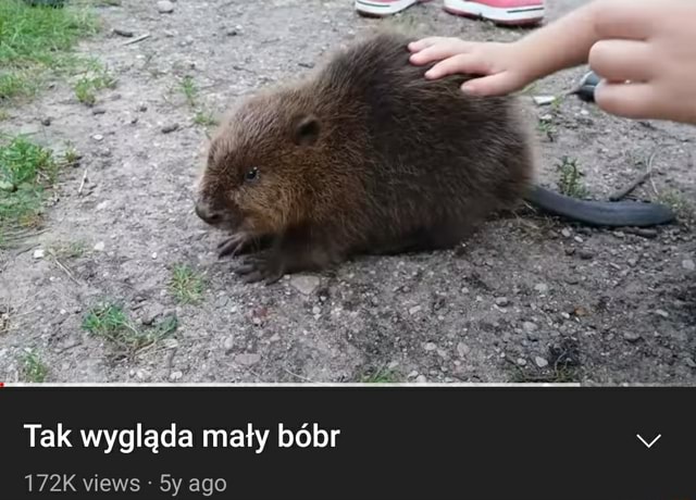 Tak wyglada maty bobr 172K views ago - iFunny Brazil
