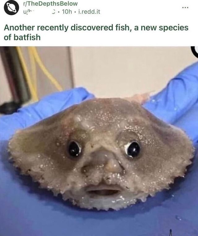 -tole Another recently discovered fish, a new species of batfish ...