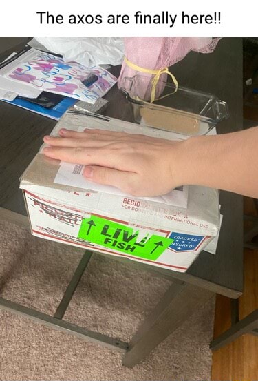 The axos are finally here! - iFunny Brazil