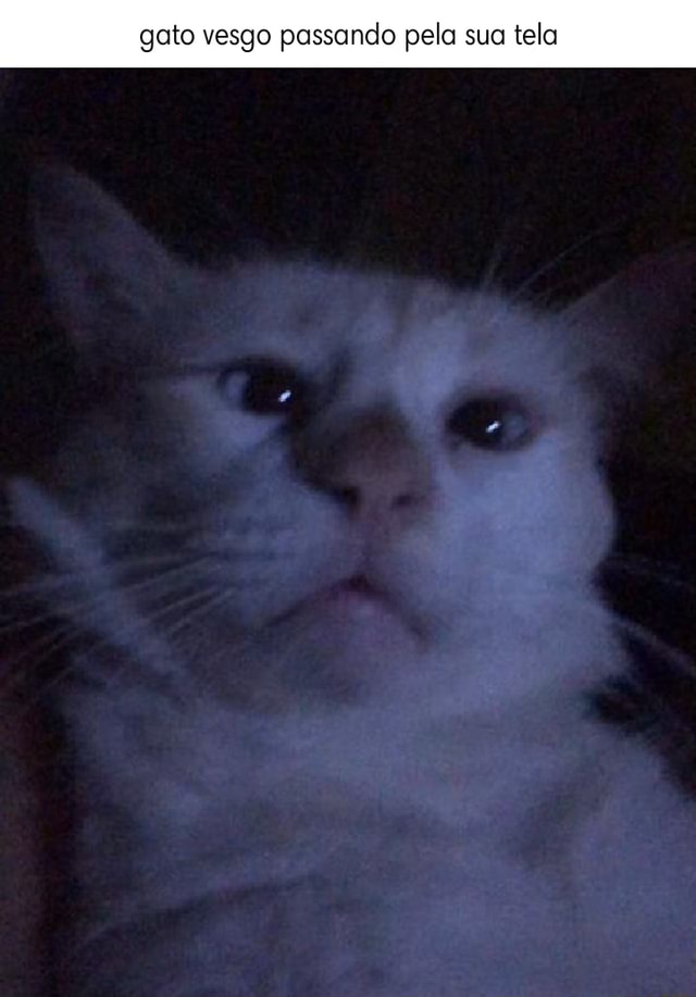 Gato vesgo passando pela sua tela - iFunny Brazil