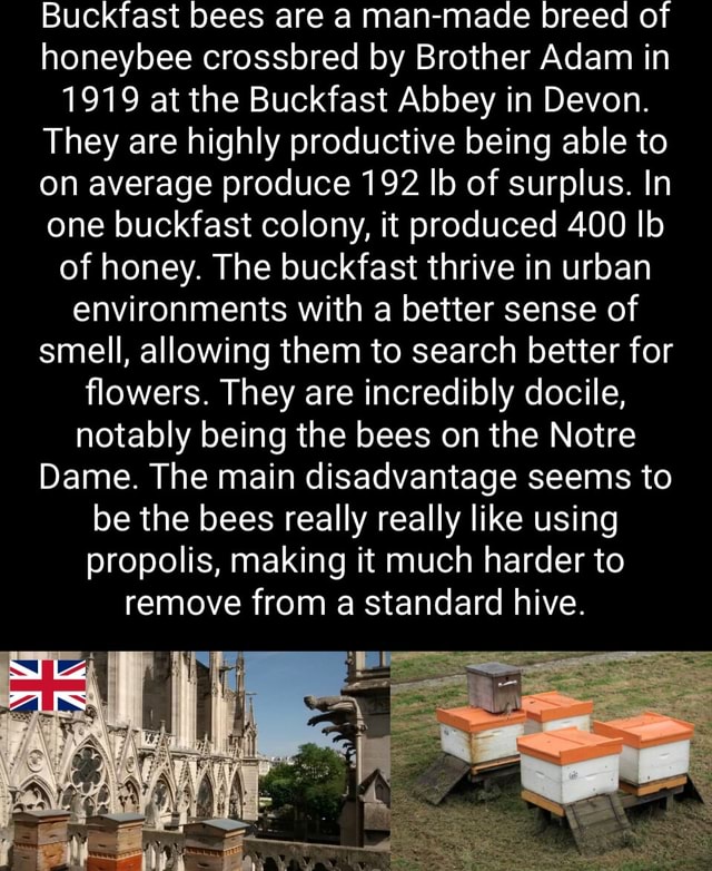 Buckfast bees are a man-made breed of honeybee crossbred by Brother ...