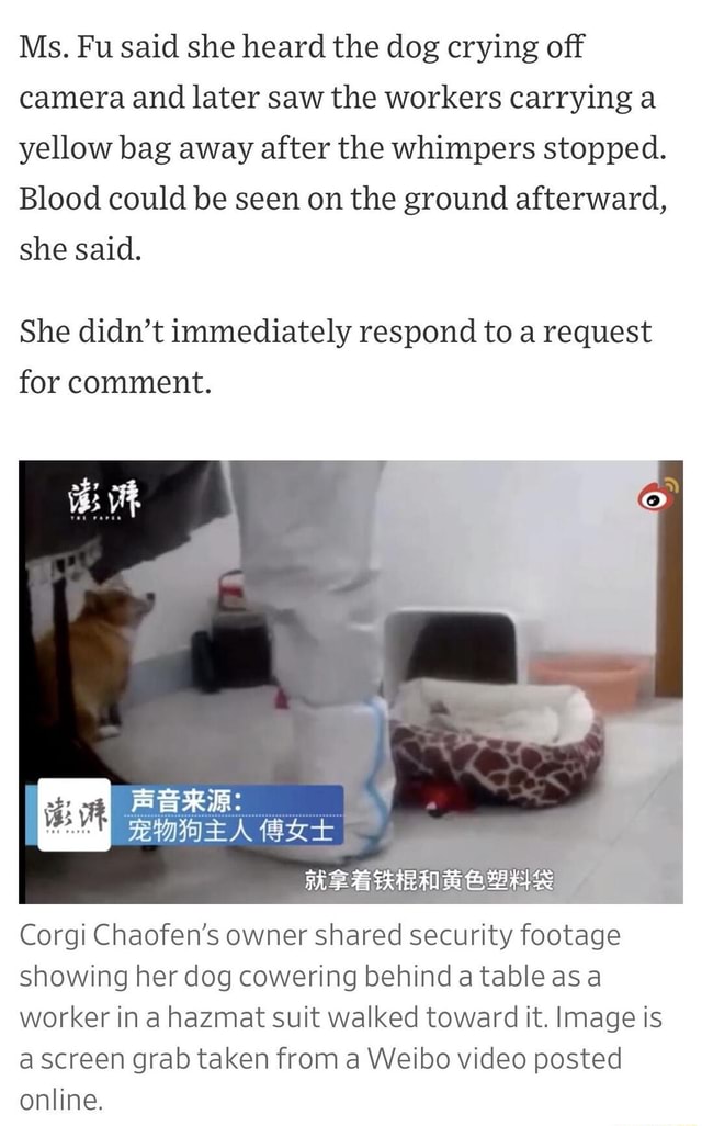 Ms. Fu said she heard the dog crying off camera and later saw the ...