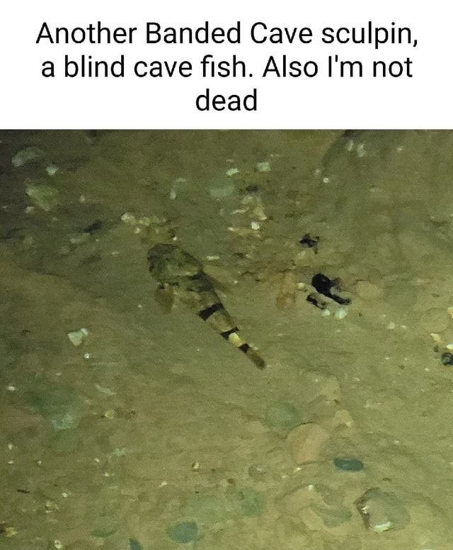 Another Banded Cave sculpin, a blind cave fish. Also I'm not dead ...