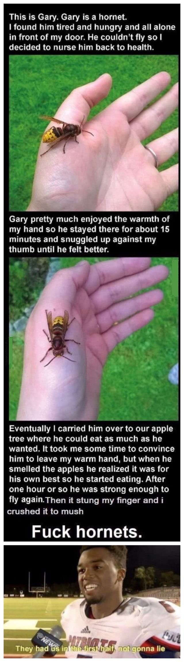 #memes #meme #spicy_memes #random - This is Gary. Gary is a hornet. I ...