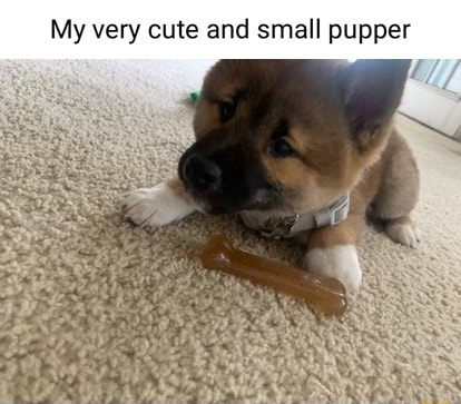 My very cute and small pupper - iFunny Brazil