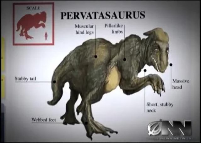 Stubby tail heed Muscular hind legs PERVATASAURU: Pillarlike limbs ...