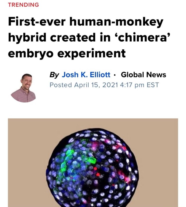 TRENDING First-ever human-monkey hybrid created in 'chimera' embryo ...