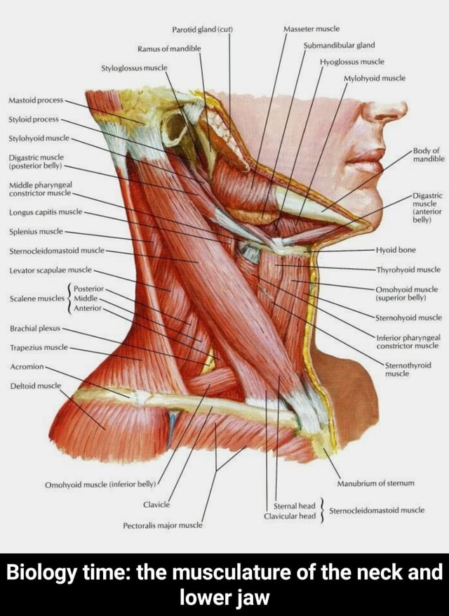 Masseter muscle Parotid gland (cut) Submandibular gland Ramus of ...
