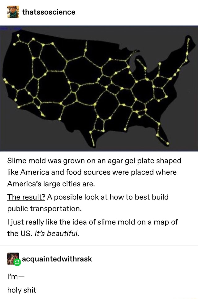 3% thatssoscience Slime mold was grown on an agar gel plate shaped like ...