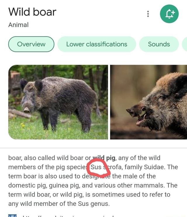 Wild boar Animal Overview Lower classifications Sounds boar, also ...