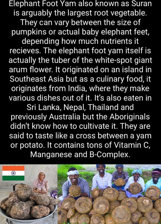 Elephant Foot Yam also Known as Suran is arguably the largest root ...