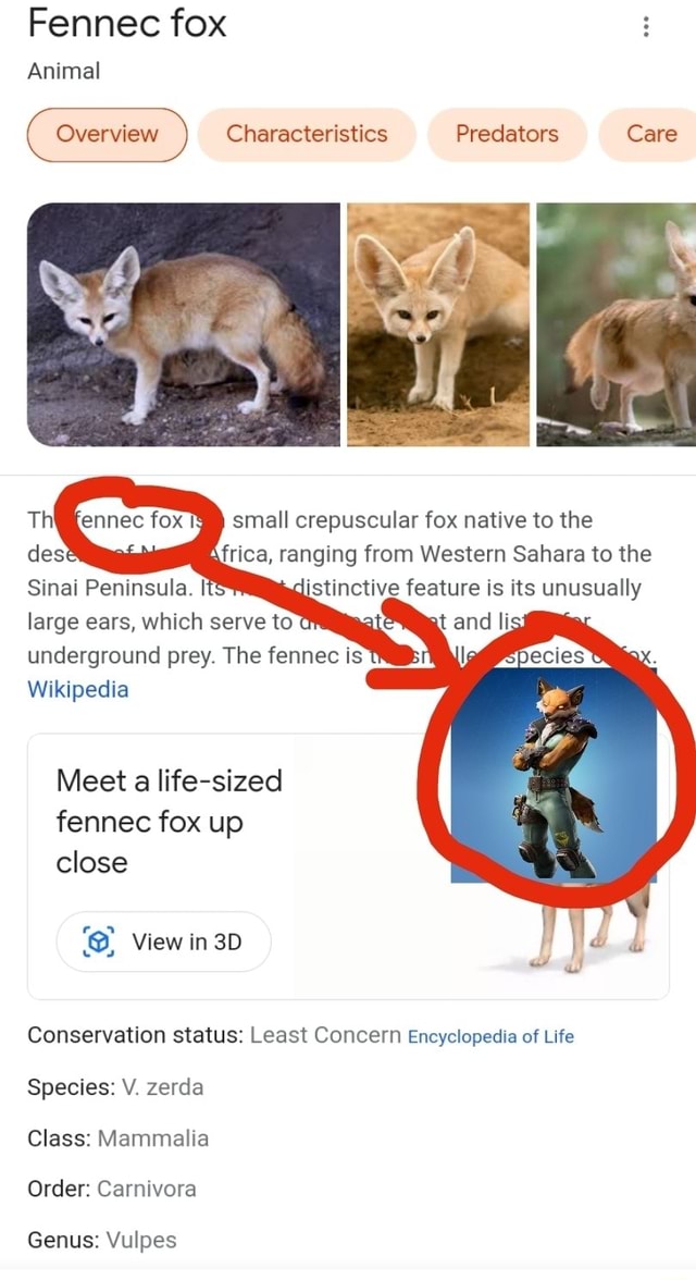 Fennec fox : Animal Overview Characteristics Predators Care ThY Fennec ...