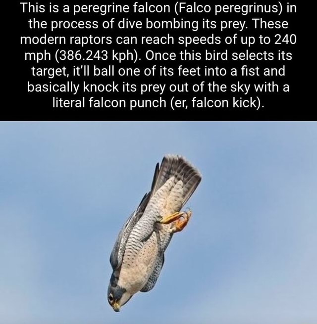 This is a peregrine falcon (Falco peregrinus) in the process of dive ...